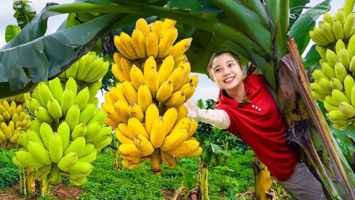 Cardava Banana Benefits and Side Effects